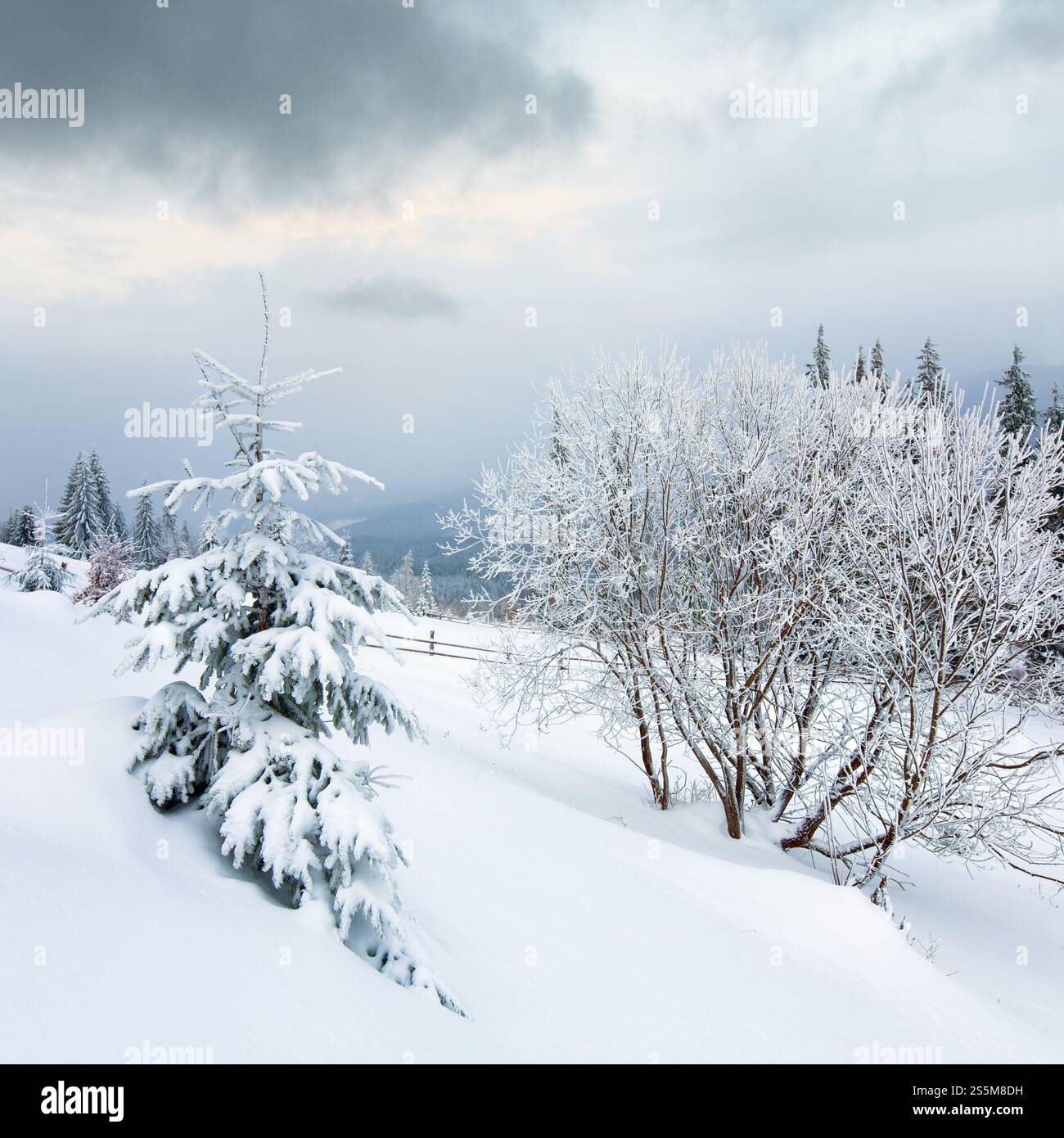 winter dull country mountain landscape with fence and fir trees Stock ...