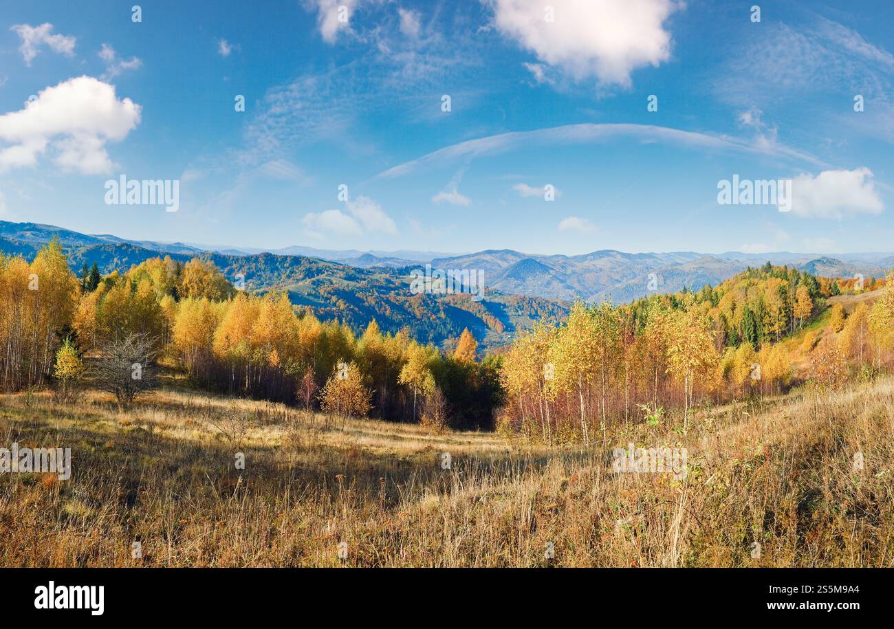 Sunny autumn mountain forest (on mountainside Stock Photo - Alamy