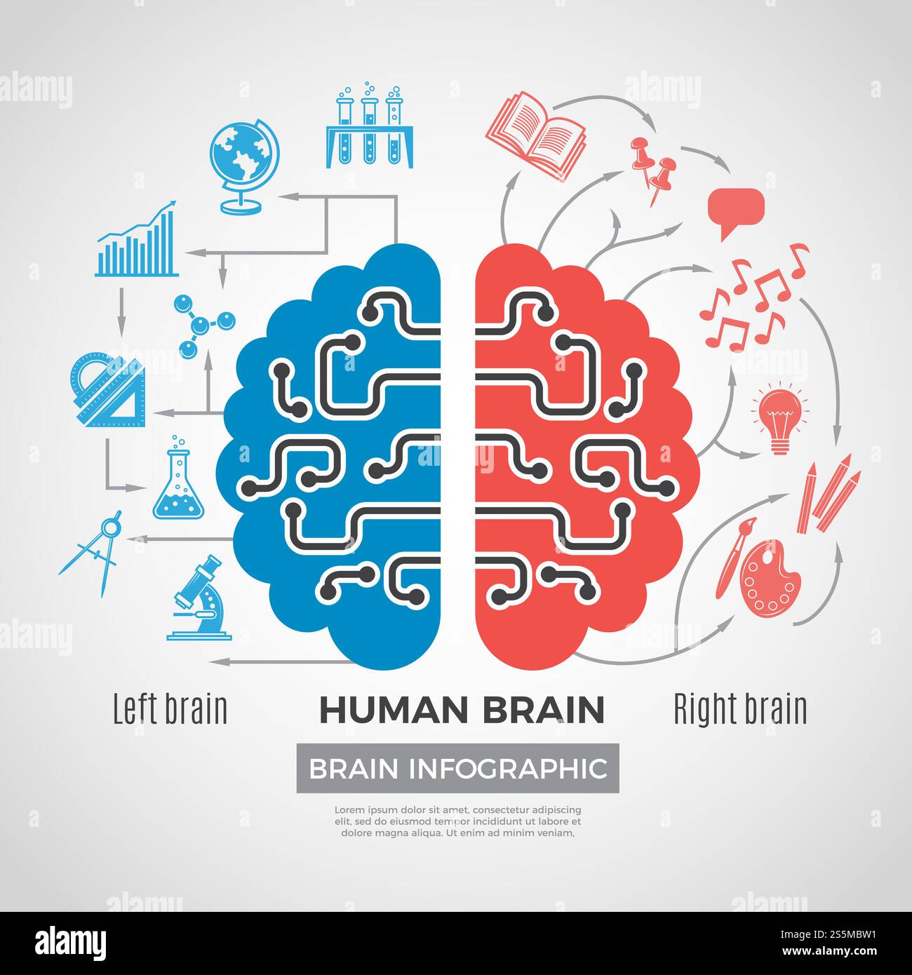 Brain silhouette infographic. Creative thinking learning processes in ...