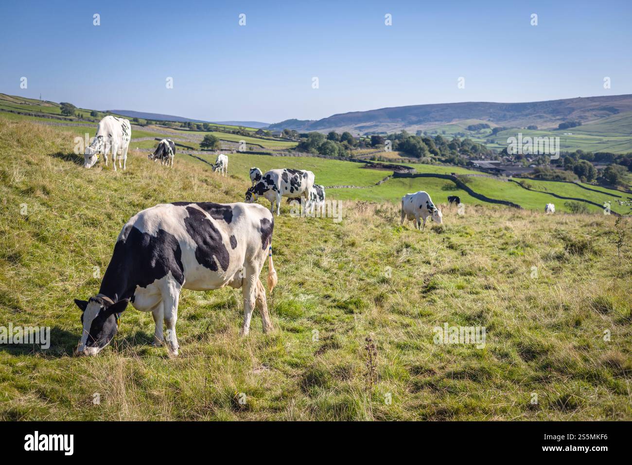 Holstein Friesian cows grazing in a field in the Yorkshire Dales ...