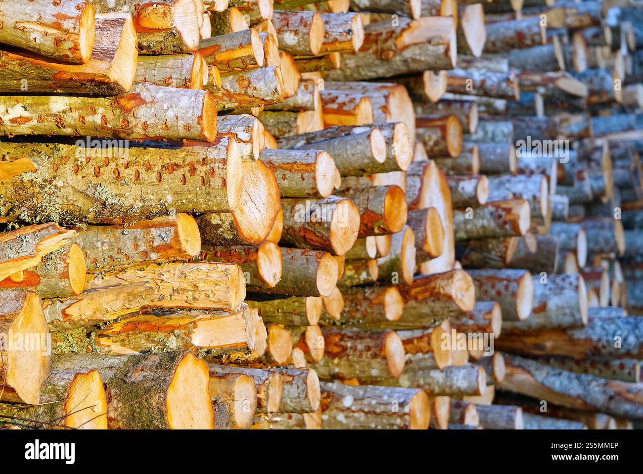 Neatly Stacked Pile of Firewood Logs Ready for Winter Heating and ...