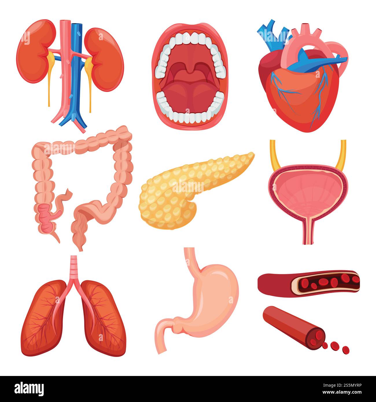 Human organs collection. Brain liver lung stomach muscle vector medical ...