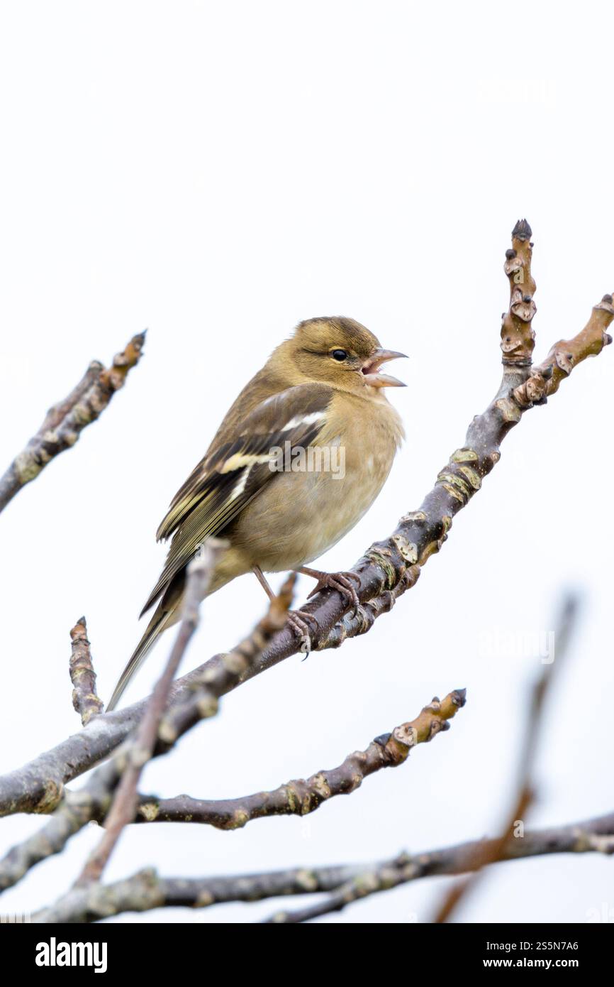 A female chaffinch eats seeds and insects at Baldoyle Racecourse ...