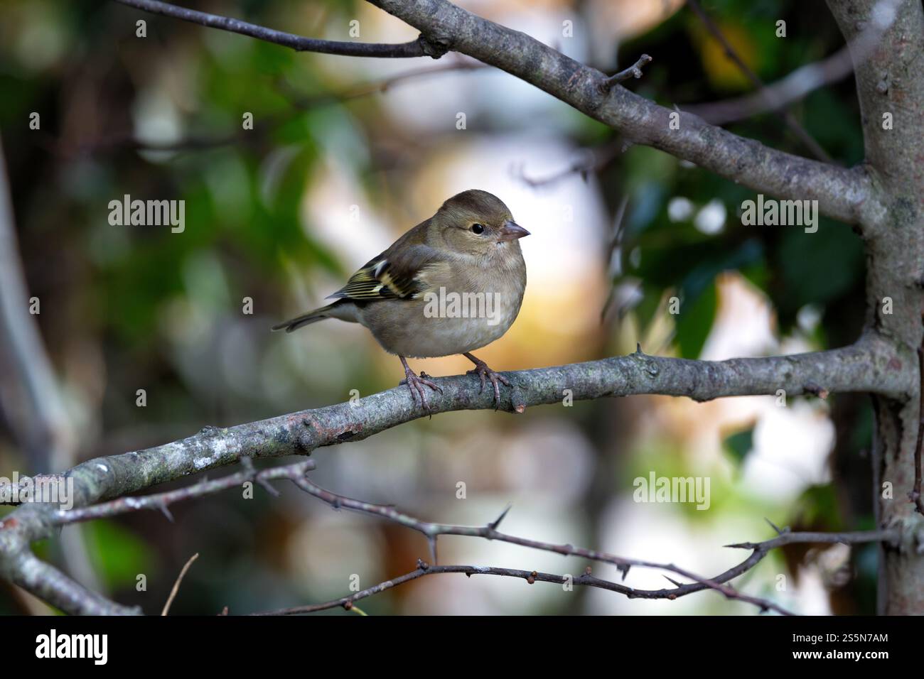 A female chaffinch eats seeds and insects at Baldoyle Racecourse ...