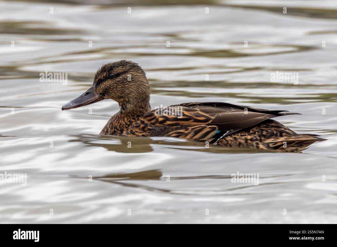 A female mallard forages on plants and insects at The Lough, Cork ...