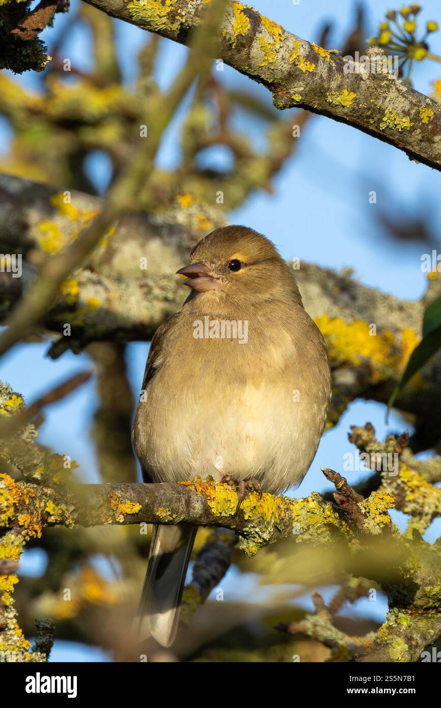A female chaffinch eats seeds and insects at Baldoyle Racecourse ...
