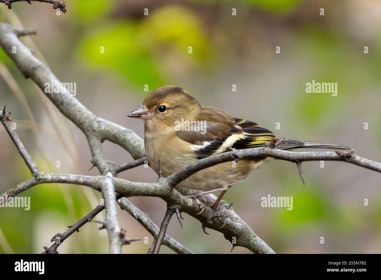A female chaffinch eats seeds and insects at Baldoyle Racecourse ...