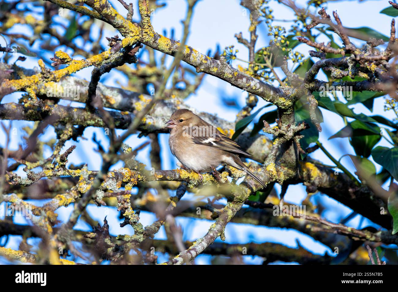 A female chaffinch eats seeds and insects at Baldoyle Racecourse ...