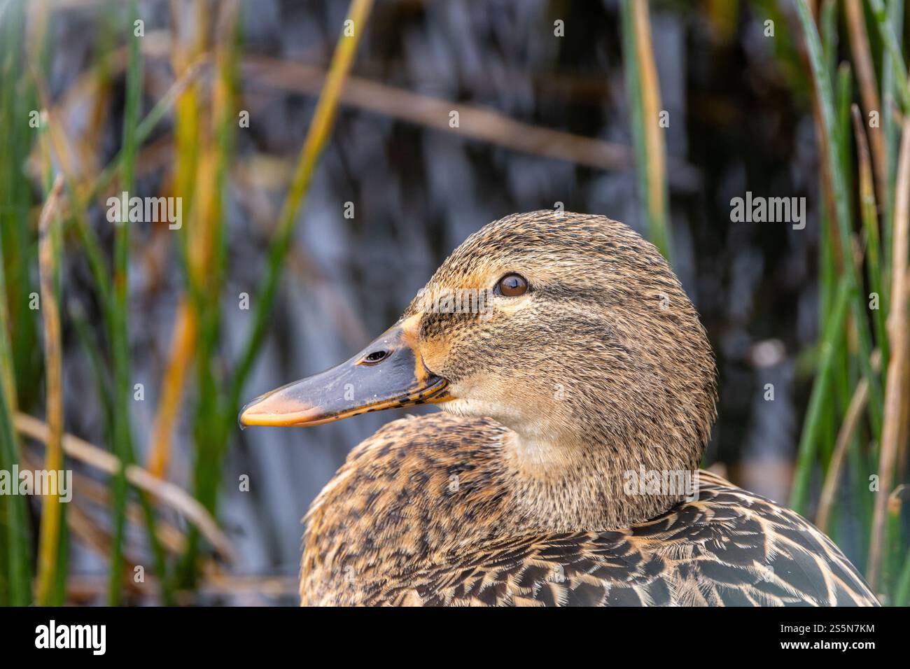 A female mallard forages on plants and insects at The Lough, Cork ...