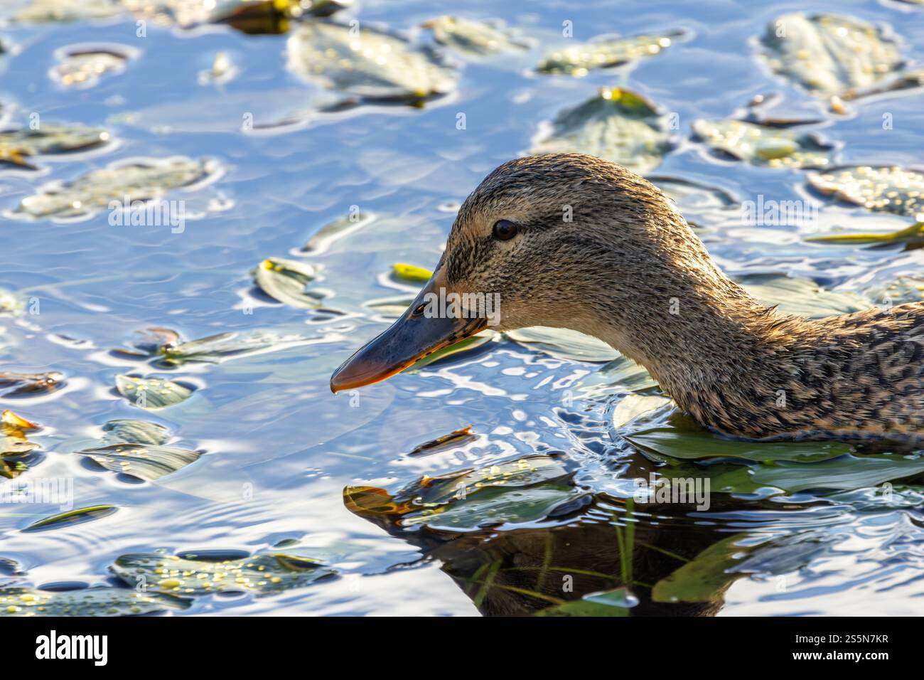 A female mallard forages on plants and insects at The Lough, Cork ...