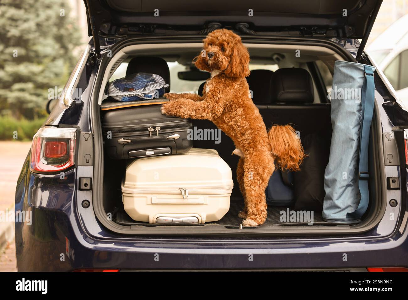 Cute Cavapoo dog with suitcases and other stuff in car trunk Stock ...