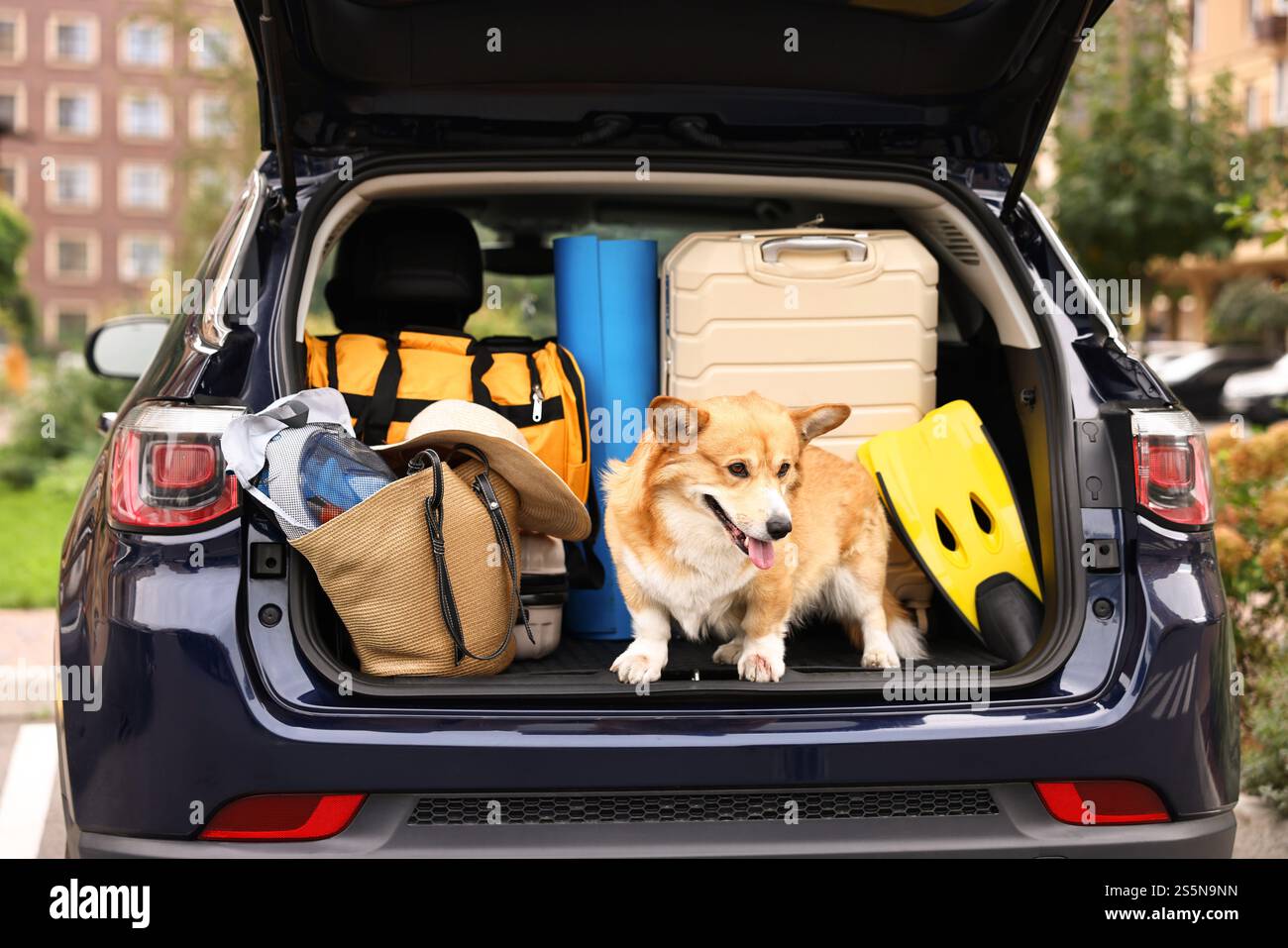 Pembroke Welsh Corgi with suitcase and other stuff in car trunk Stock ...