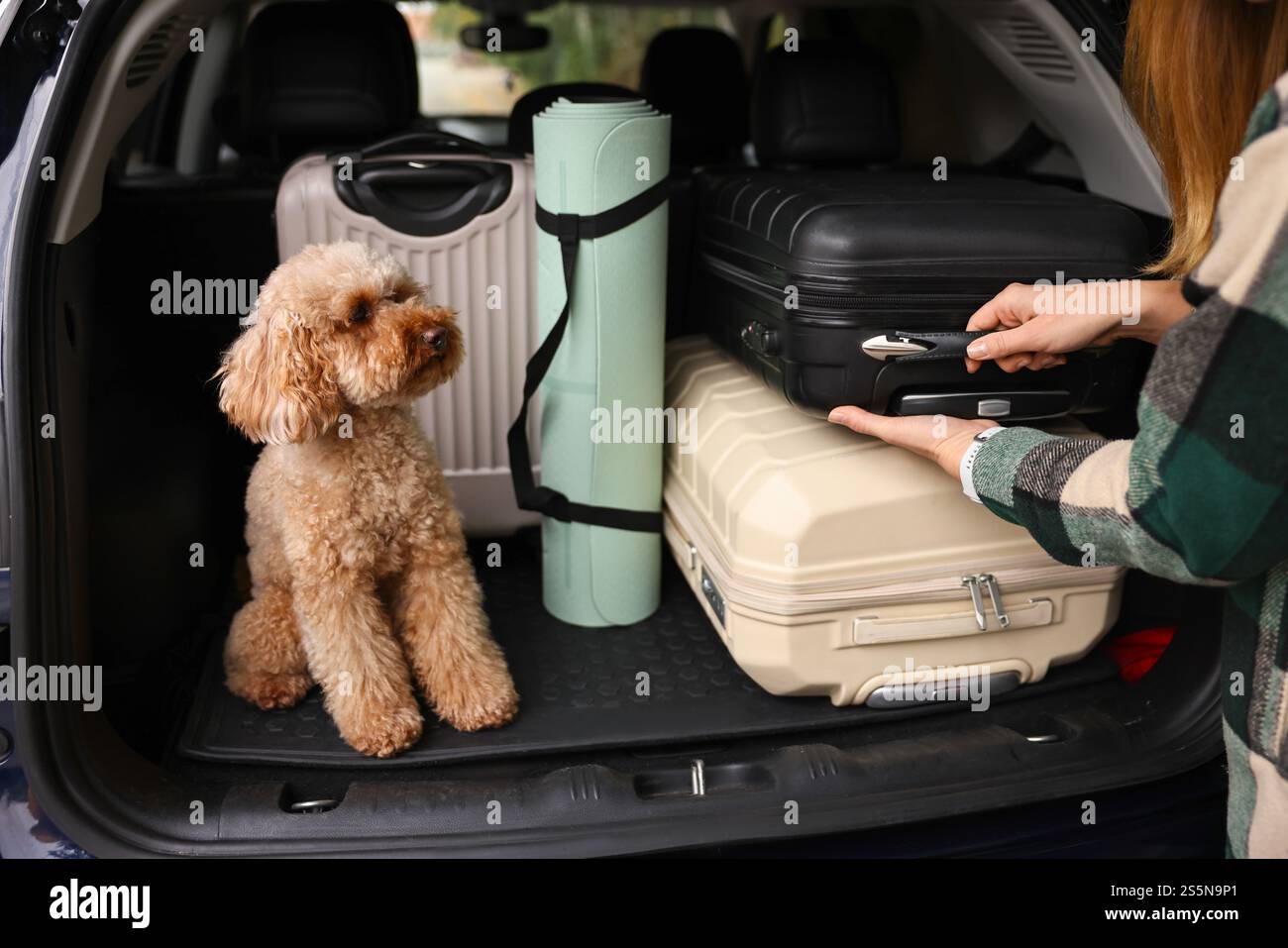 Cute toy poodle sitting in car trunk while owner loading suitcases ...