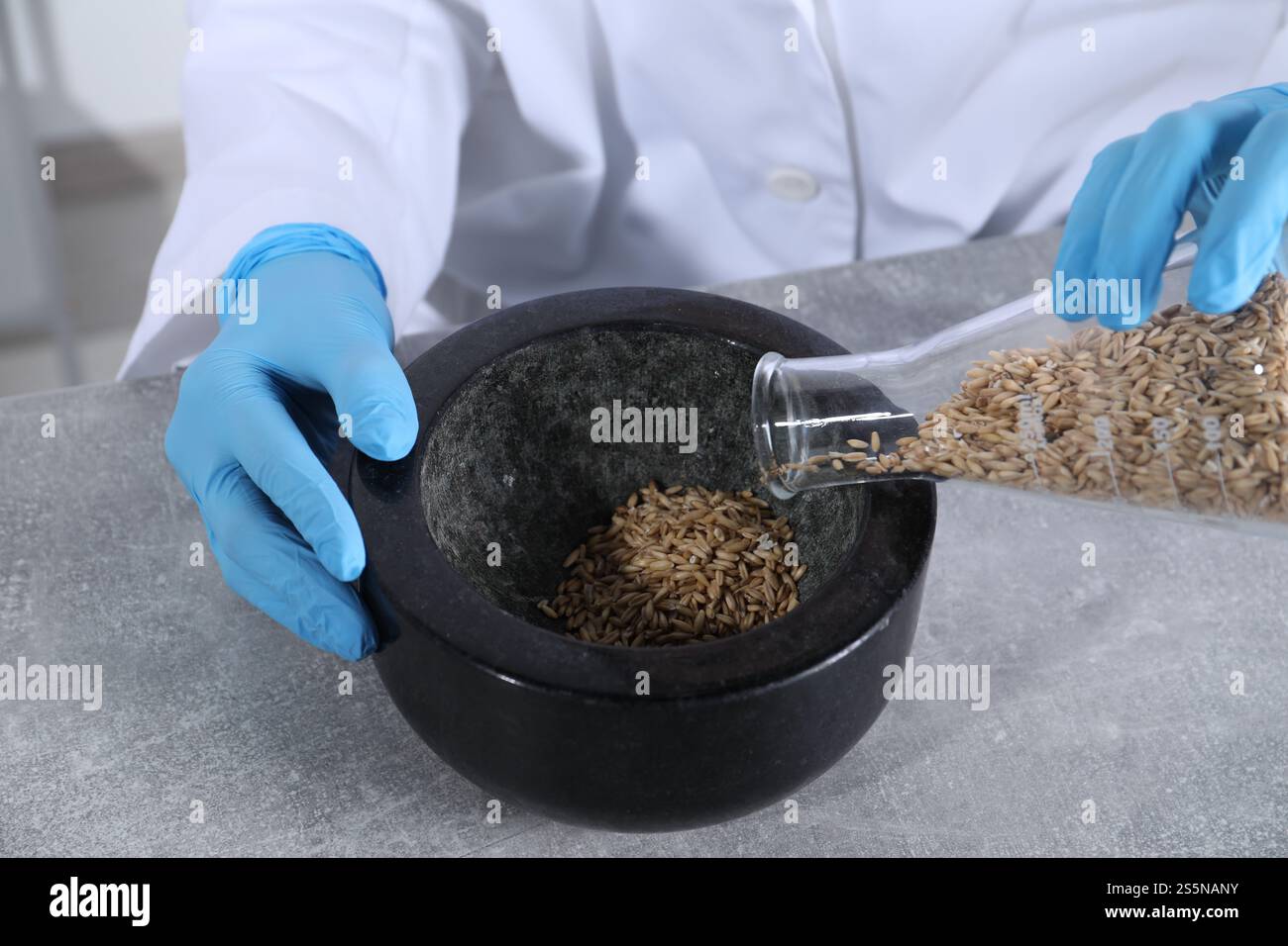 Laboratory testing. Scientist pouring oat grains into mortar at grey ...