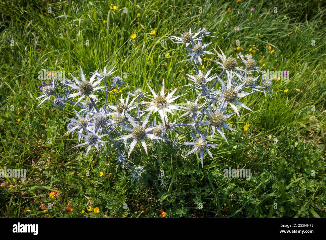 Wildflower in picos de europa hi-res stock photography and images - Alamy