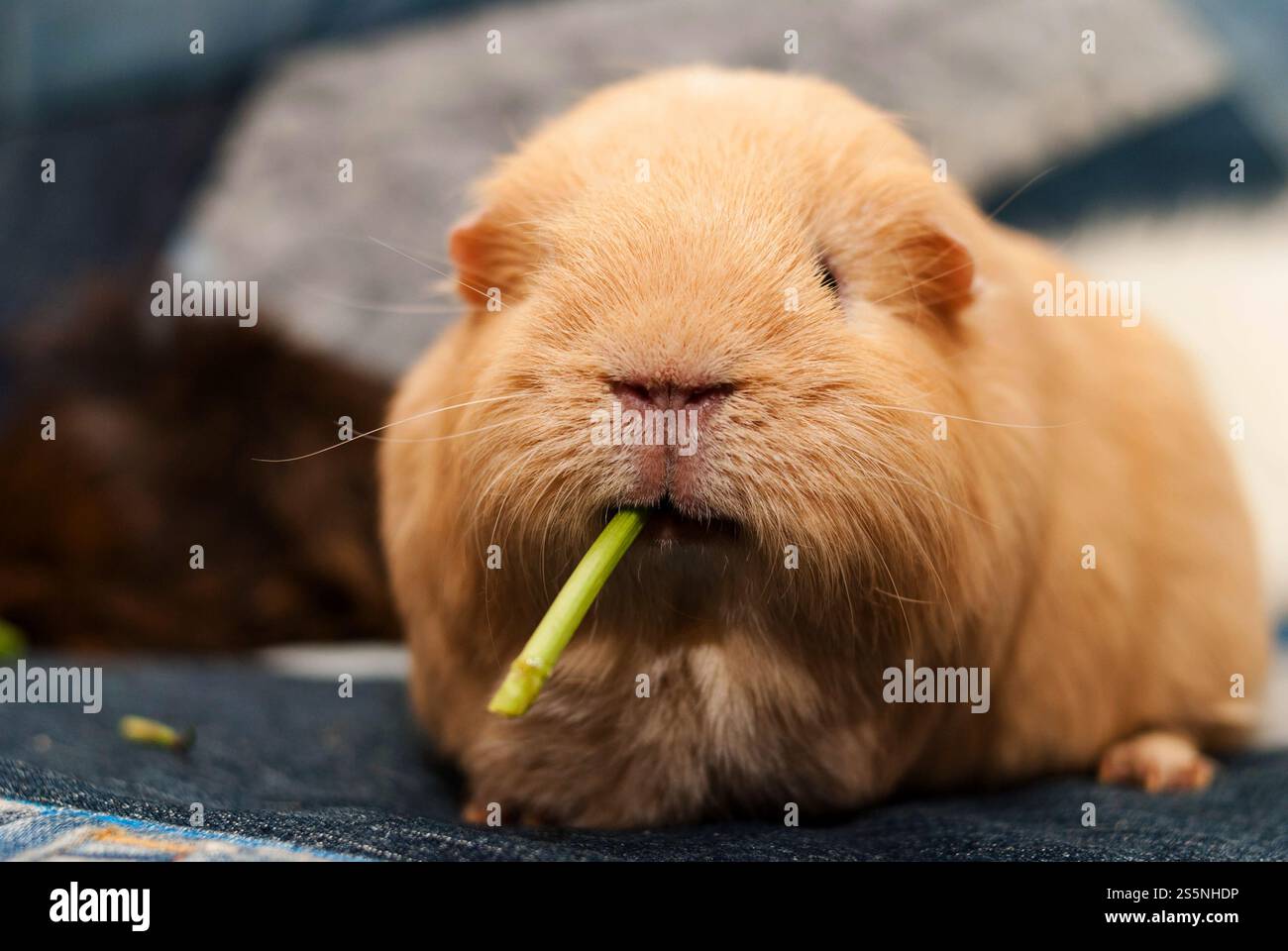 Guinea pig breed English Self buffalo shade eats salad, sitting on ...