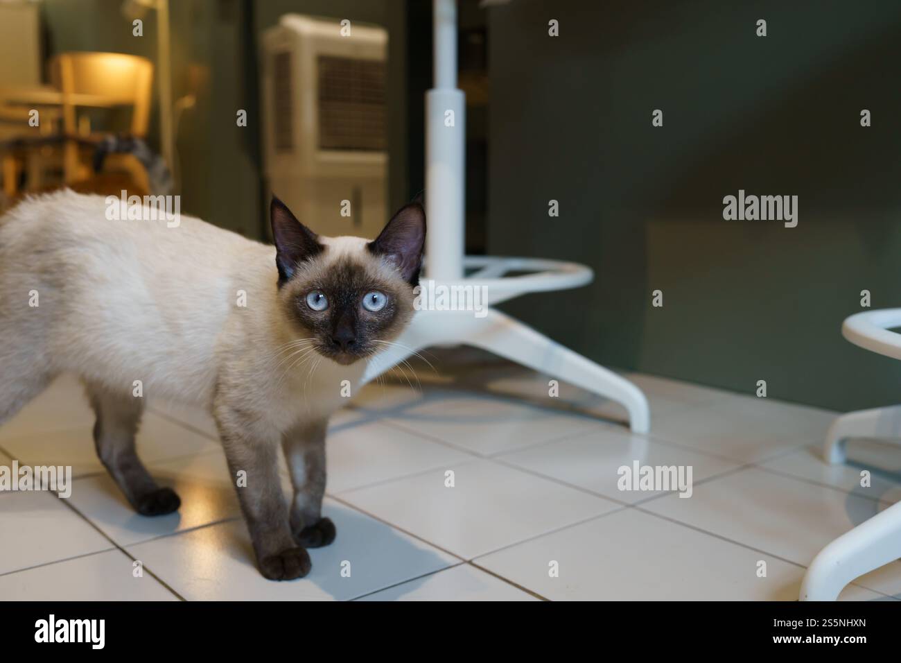 Cat Brown beige cat. Siamese cat resting at home Stock Photo - Alamy
