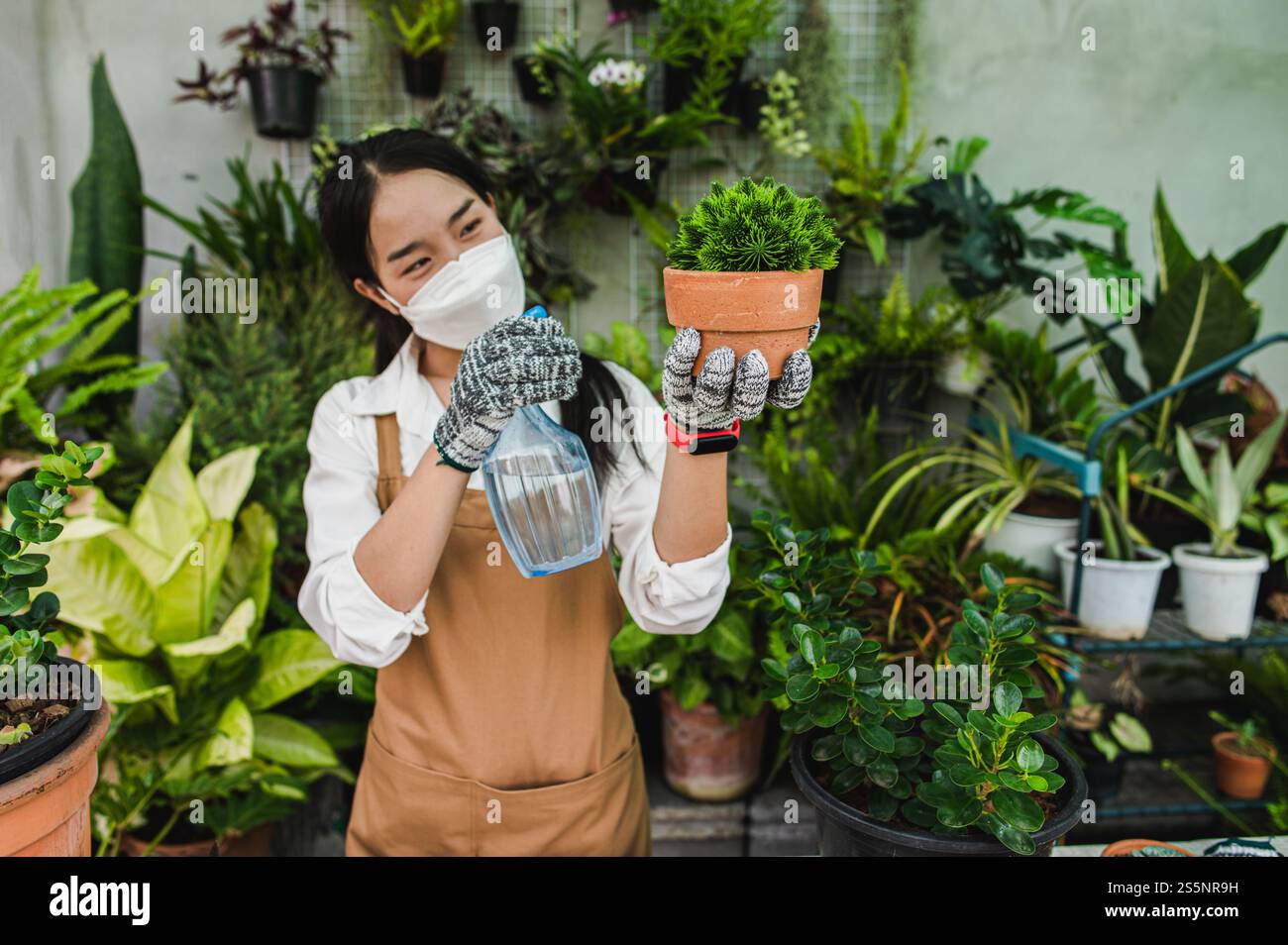 Asian gardener woman wearing face mask and apron holding spray to ...