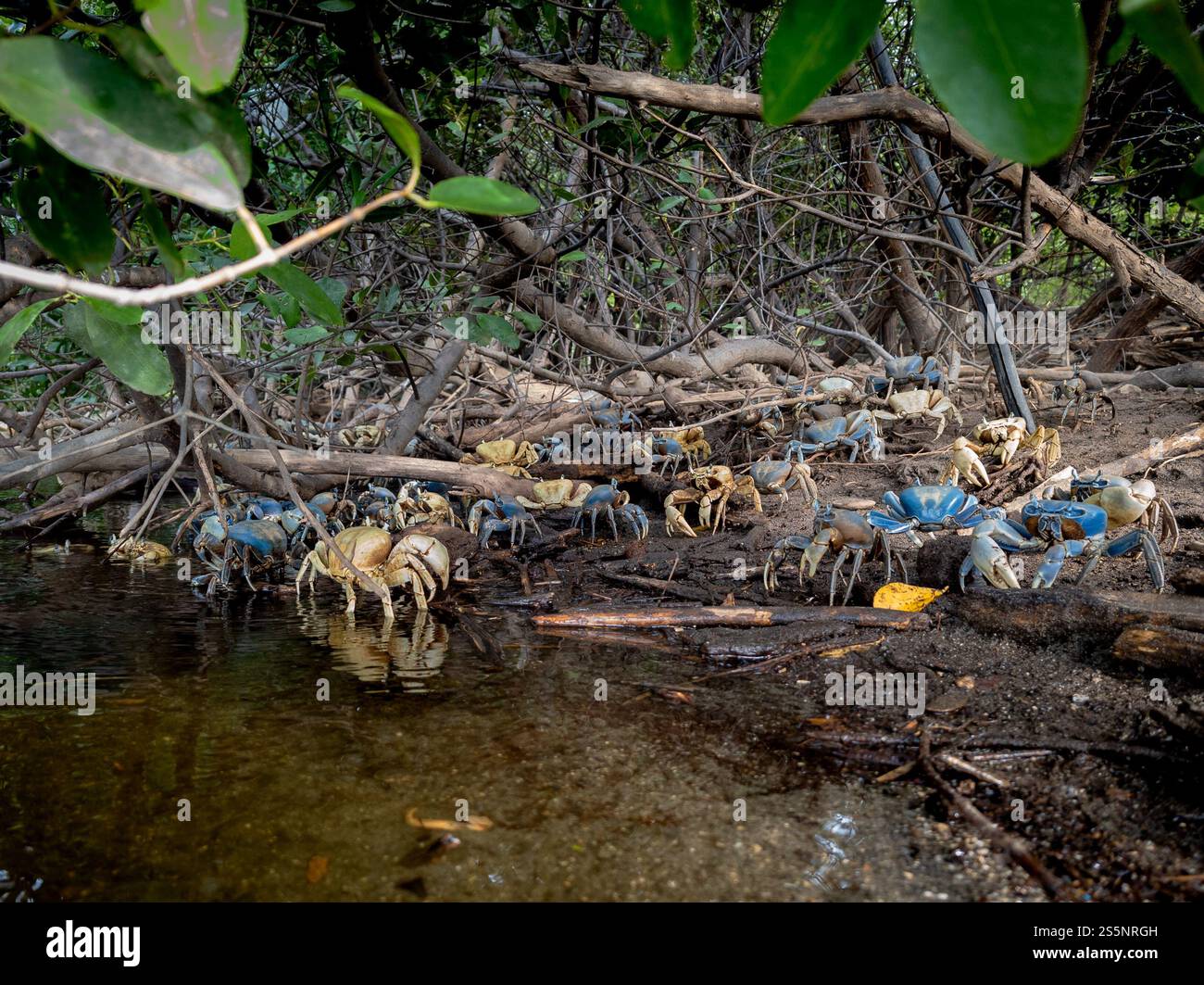 A group of blue and white crabs gathers at the edge of a mangrove swamp ...