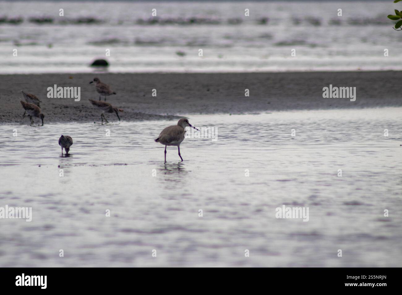 A serene scene of shorebirds wading and foraging in shallow water on a ...