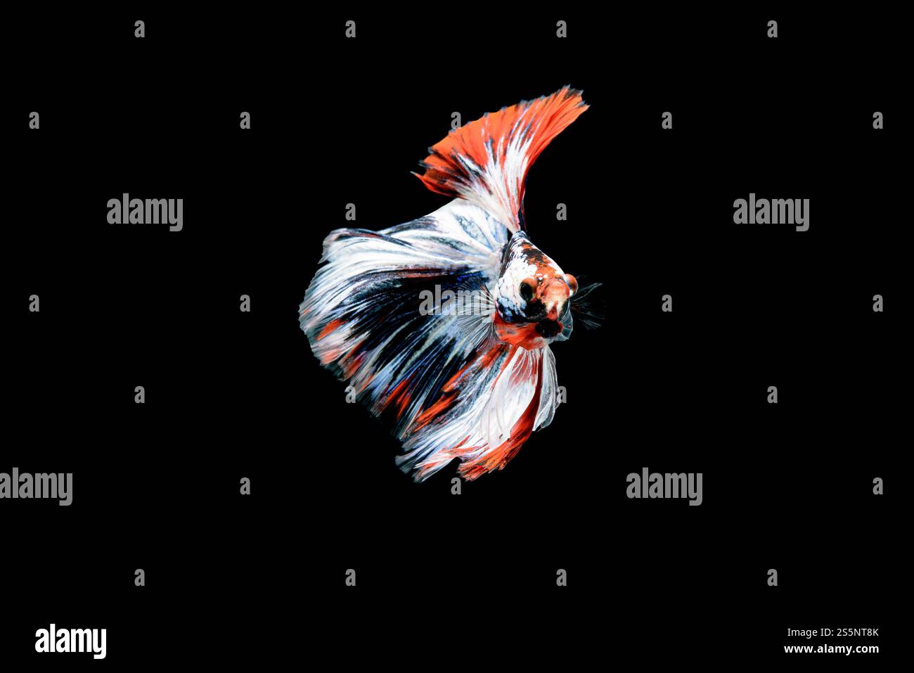 Beautiful red, blue and white Betta splendens, The Siamese fighting ...