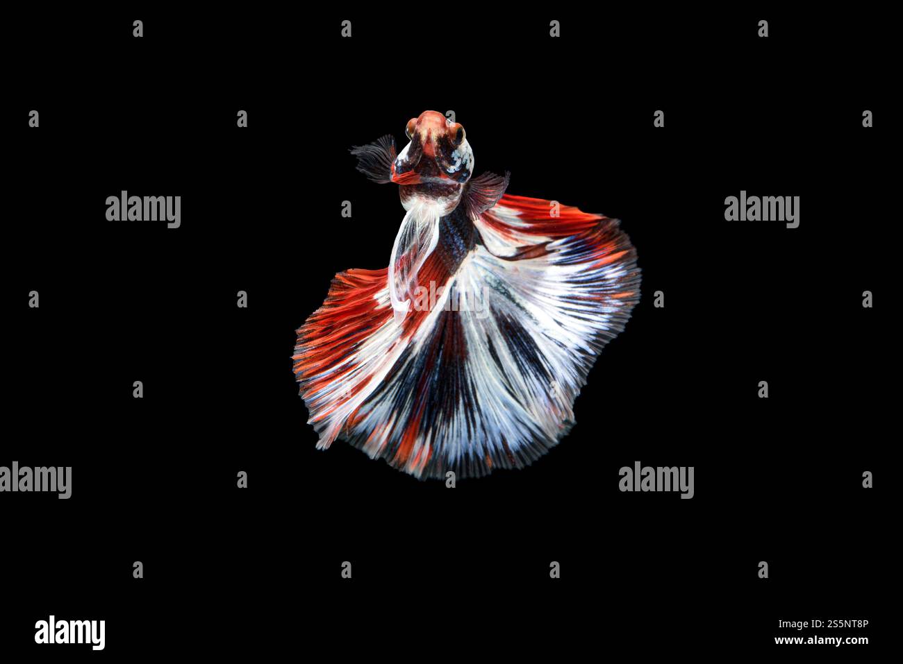 Beautiful red, blue and white Betta splendens, The Siamese fighting ...