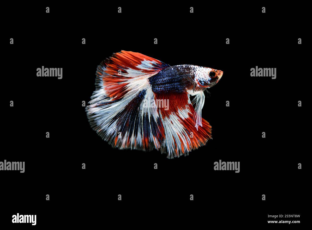 Beautiful red, blue and white Betta splendens, The Siamese fighting ...
