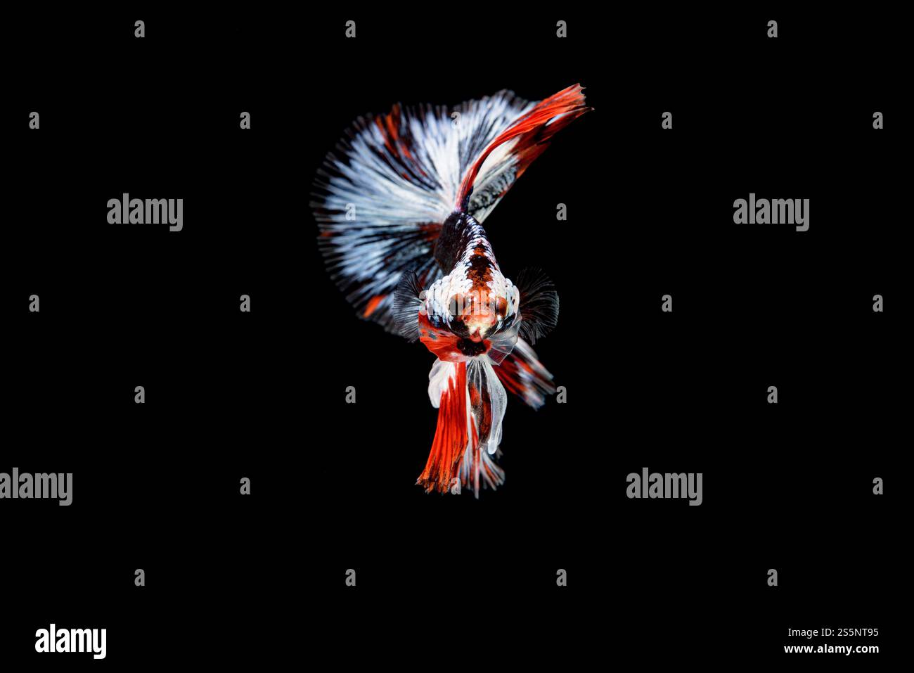 Front view, face of Beautiful red, blue and white Betta splendens, The ...