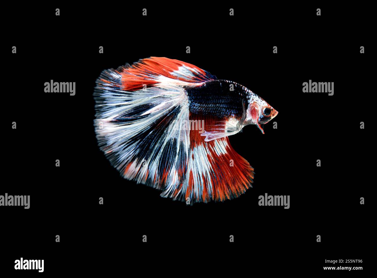 Beautiful red, blue and white Betta splendens, The Siamese fighting ...