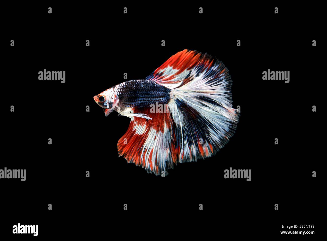 Beautiful red, blue and white Betta splendens, The Siamese fighting ...
