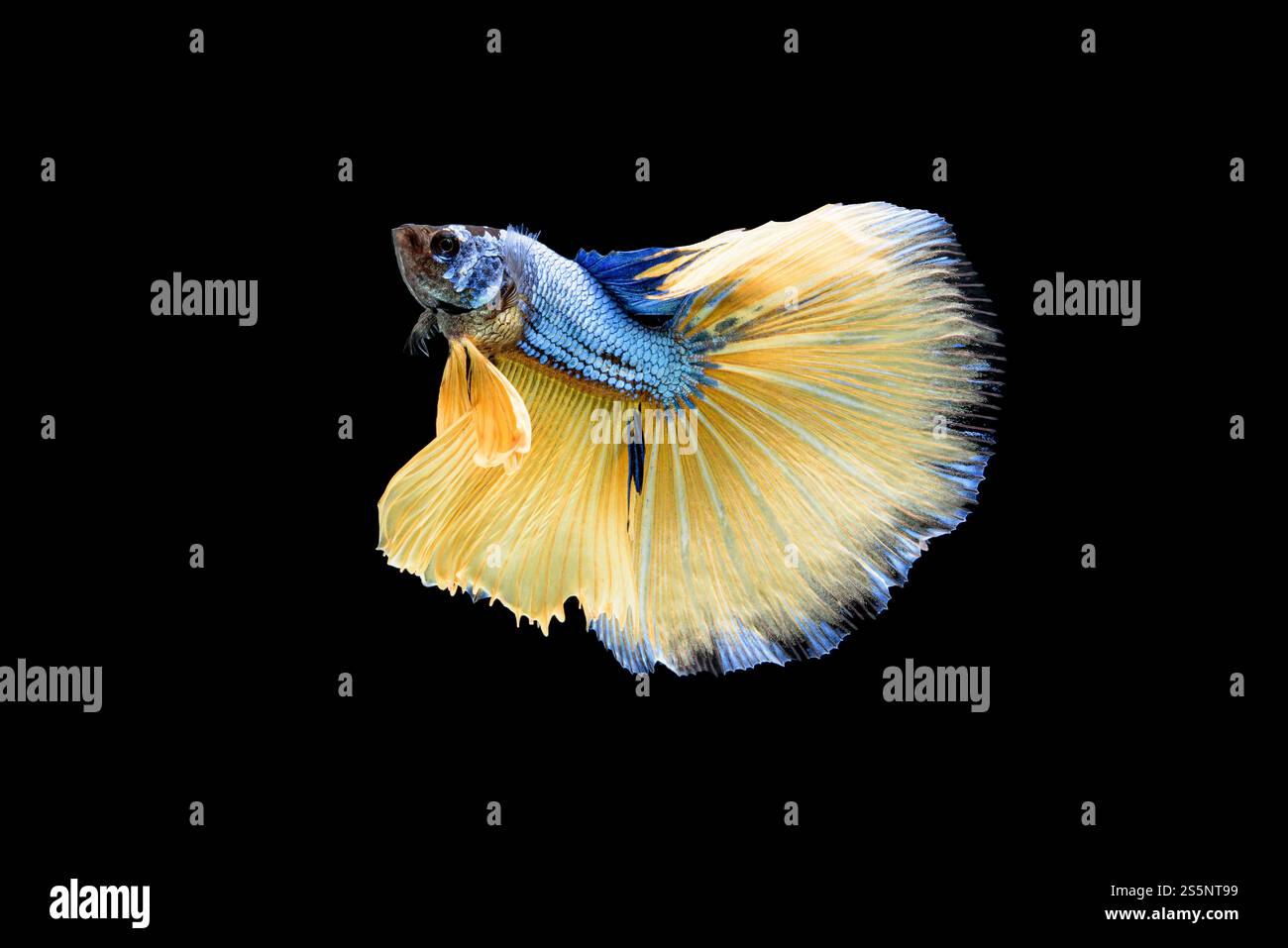 Beautiful Blue and yellow Betta splendens, Siamese fighting fish or Pla ...