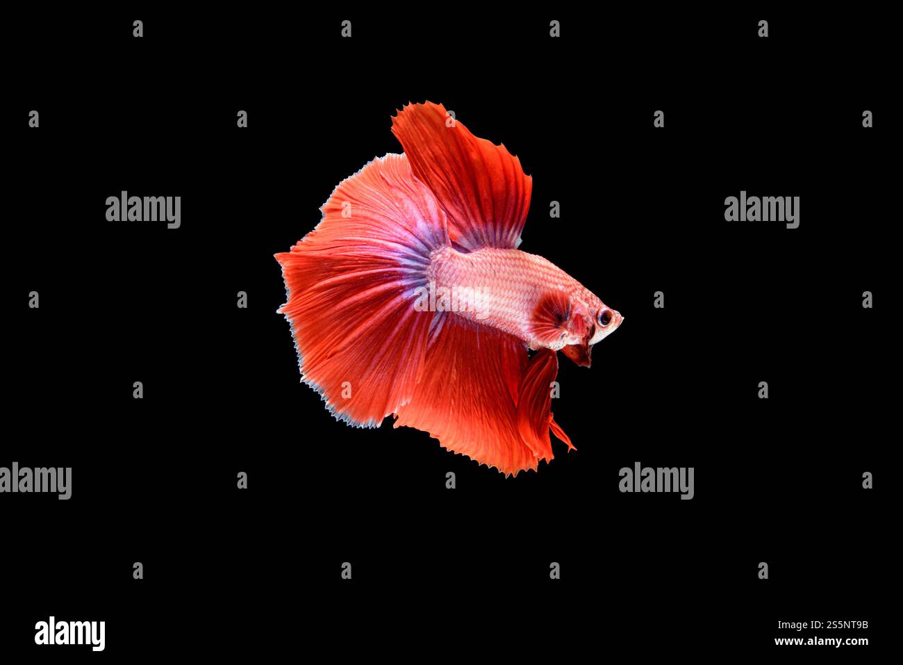 Beautiful red Betta splendens, Siamese fighting fish or Pla-kad in Thai ...