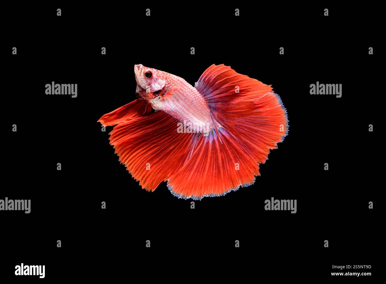 Beautiful red Betta splendens, Siamese fighting fish or Pla-kad in Thai ...
