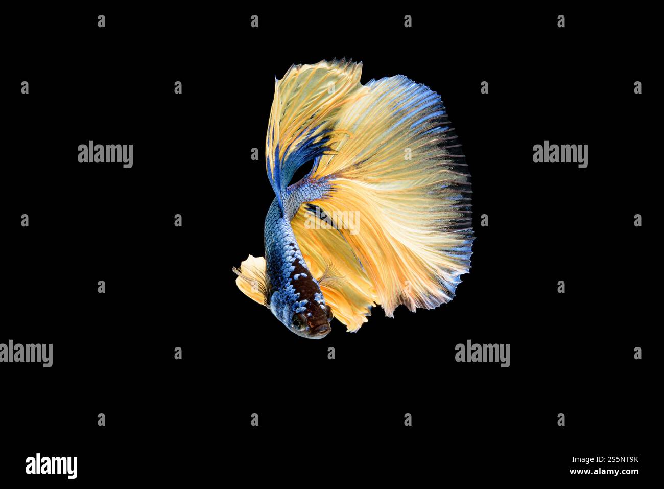 Beautiful Blue and yellow Betta splendens, Siamese fighting fish or Pla ...