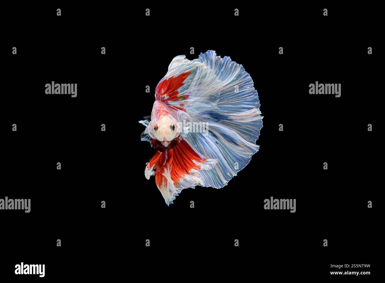 Beautiful half moon white and red Betta splendens, Siamese fighting ...