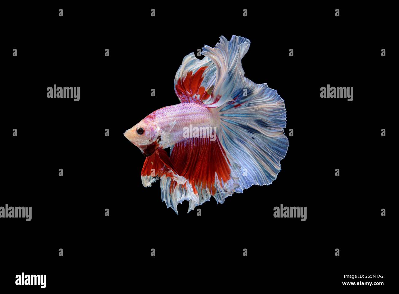 Beautiful half moon white and red Betta splendens, Siamese fighting ...