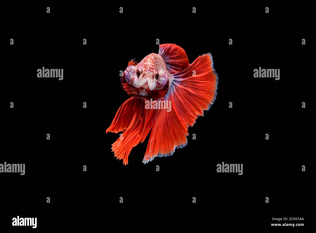 Beautiful red Betta splendens, Siamese fighting fish or Pla-kad in Thai ...