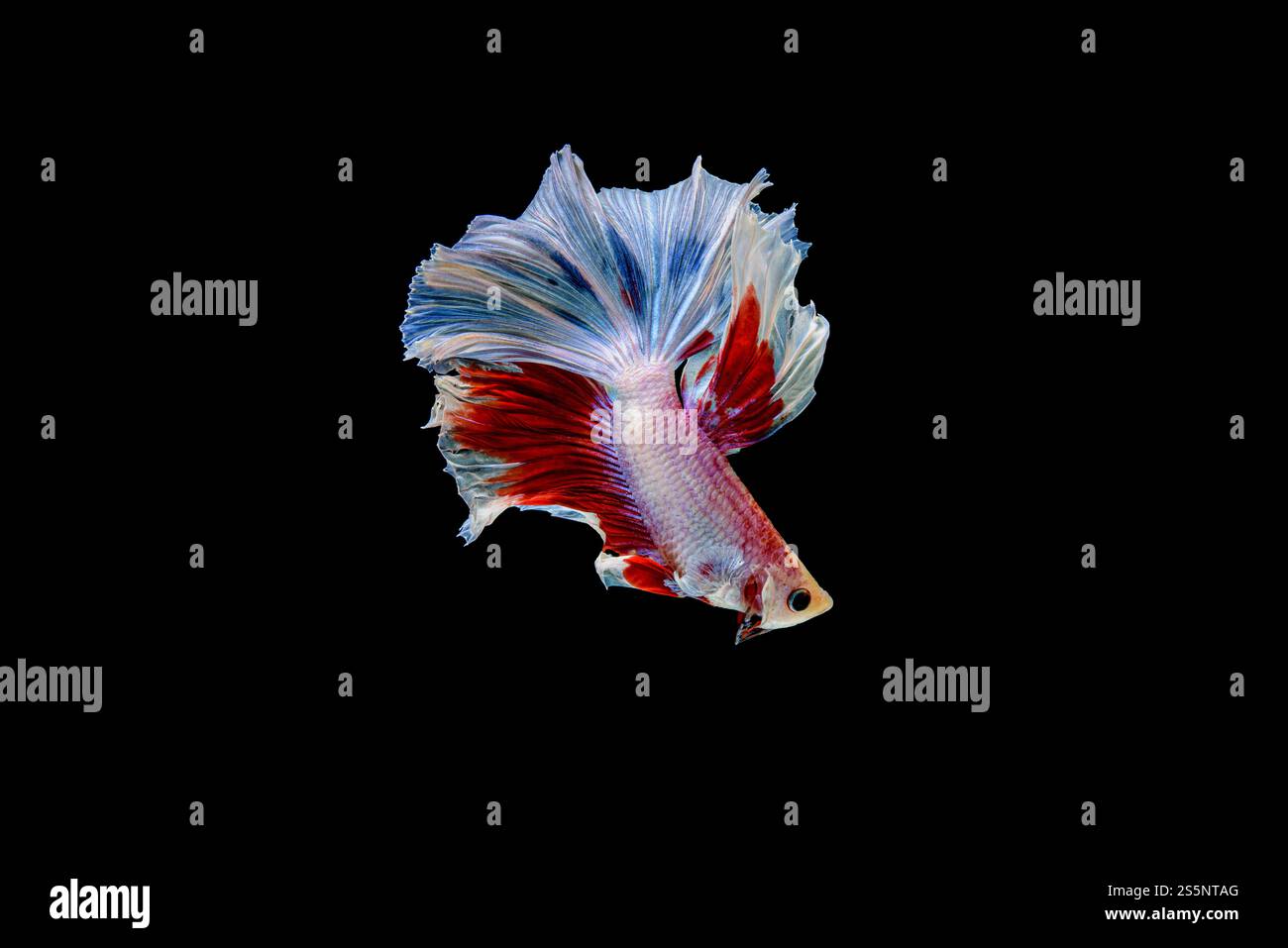 Beautiful half moon white and red Betta splendens, Siamese fighting ...