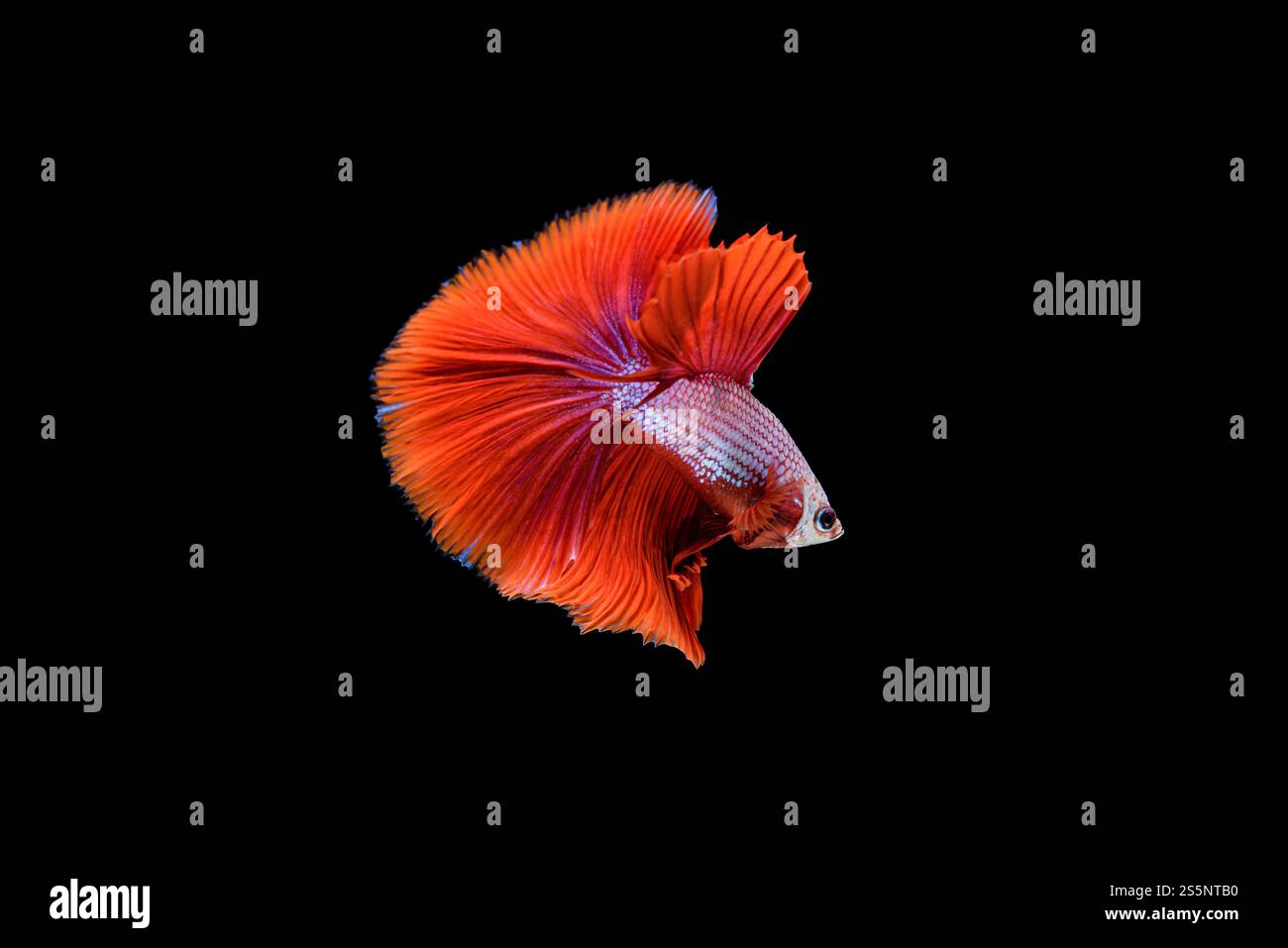 Beautiful red and white Betta splendens, Siamese fighting fish or Pla ...