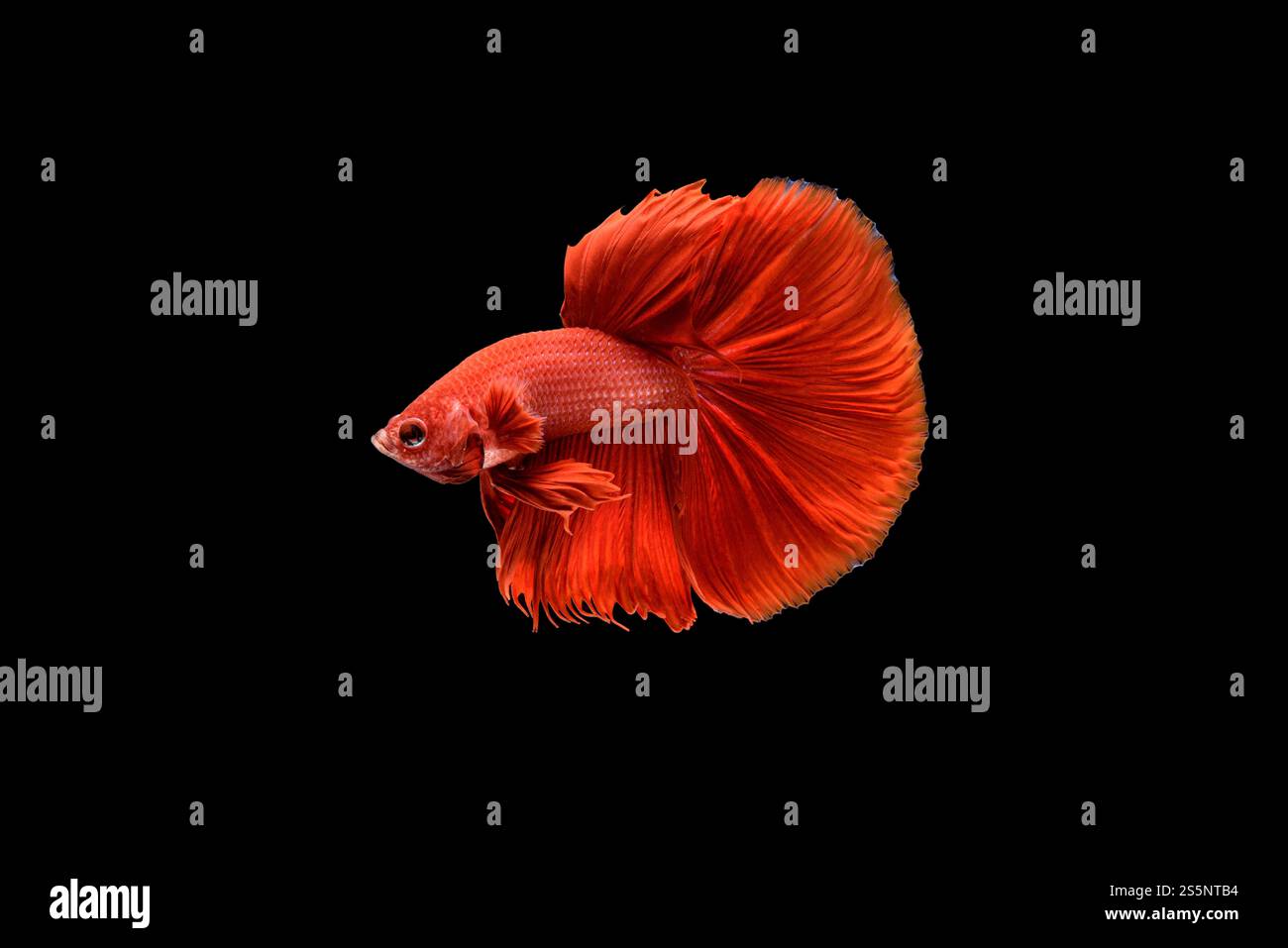 Beautiful half moon red Betta splendens, Siamese fighting fish or Pla ...