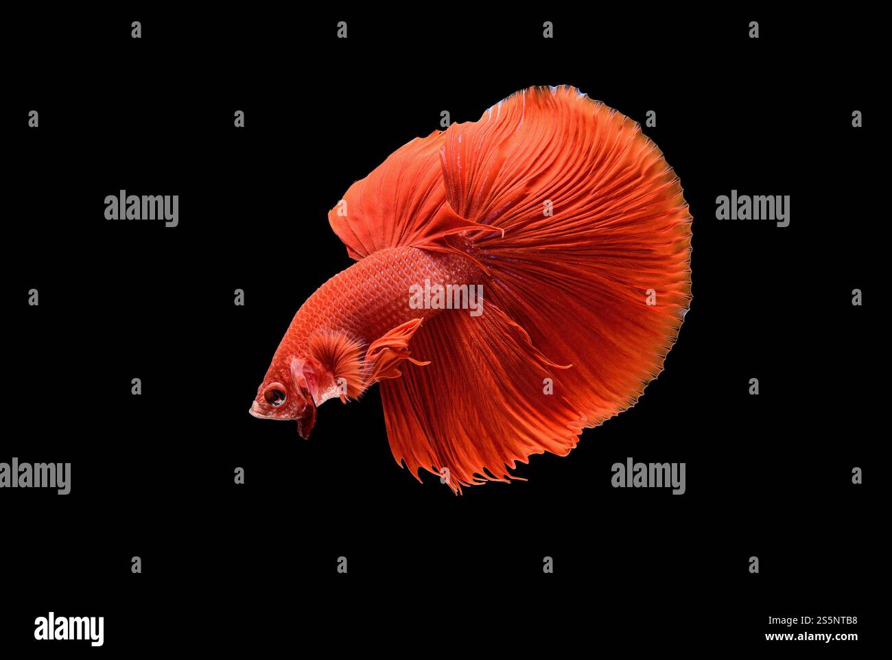 Beautiful half moon red Betta splendens, Siamese fighting fish or Pla ...