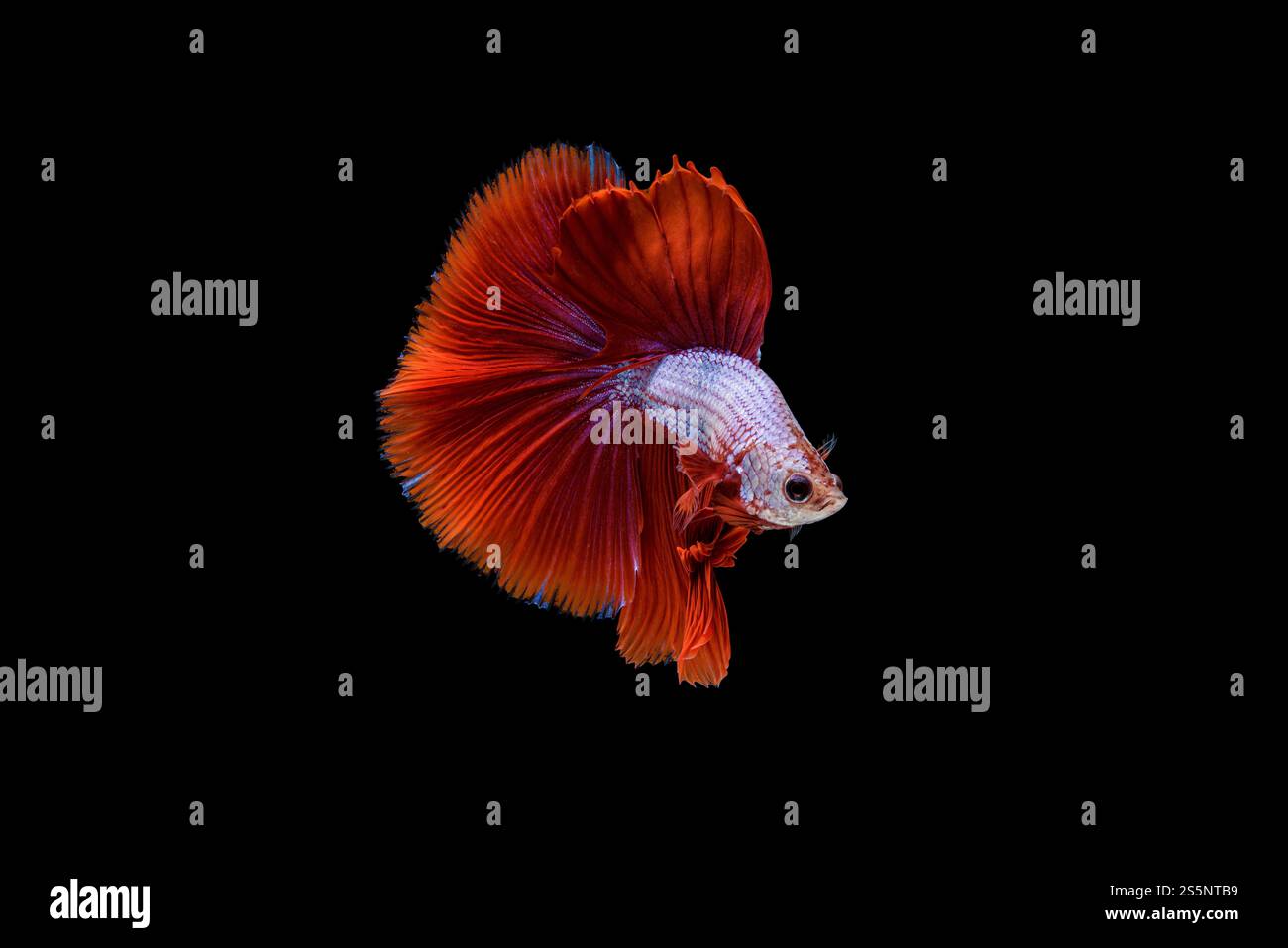 Beautiful red and white Betta splendens, Siamese fighting fish or Pla ...