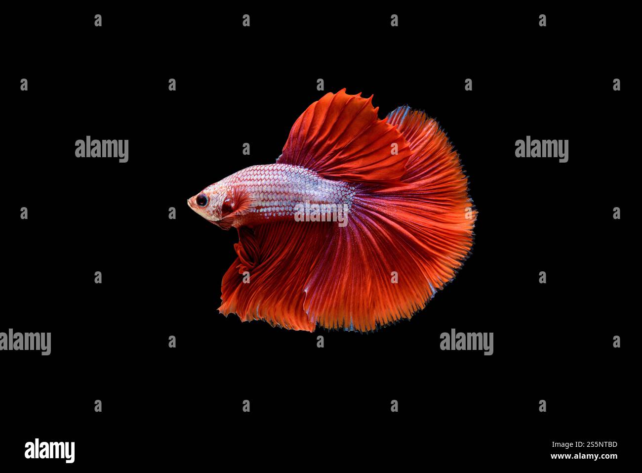 Beautiful half moon red Betta splendens, Siamese fighting fish or Pla ...