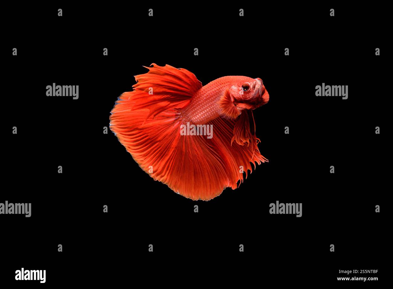 Beautiful half moon red Betta splendens, Siamese fighting fish or Pla ...