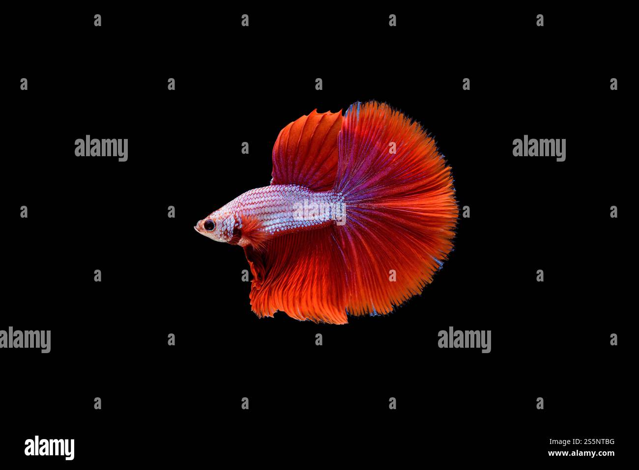 Beautiful half moon red and white Betta splendens, Siamese fighting ...