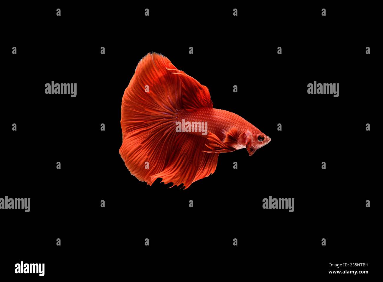 Beautiful half moon red Betta splendens, Siamese fighting fish or Pla ...