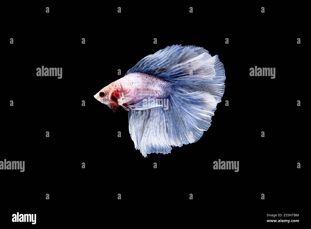Beautiful half moon white and blue Betta splendens, Siamese fighting ...