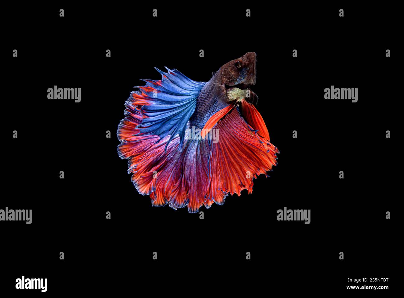 Beautiful half moon blue and red Betta splendens, Siamese fighting fish ...