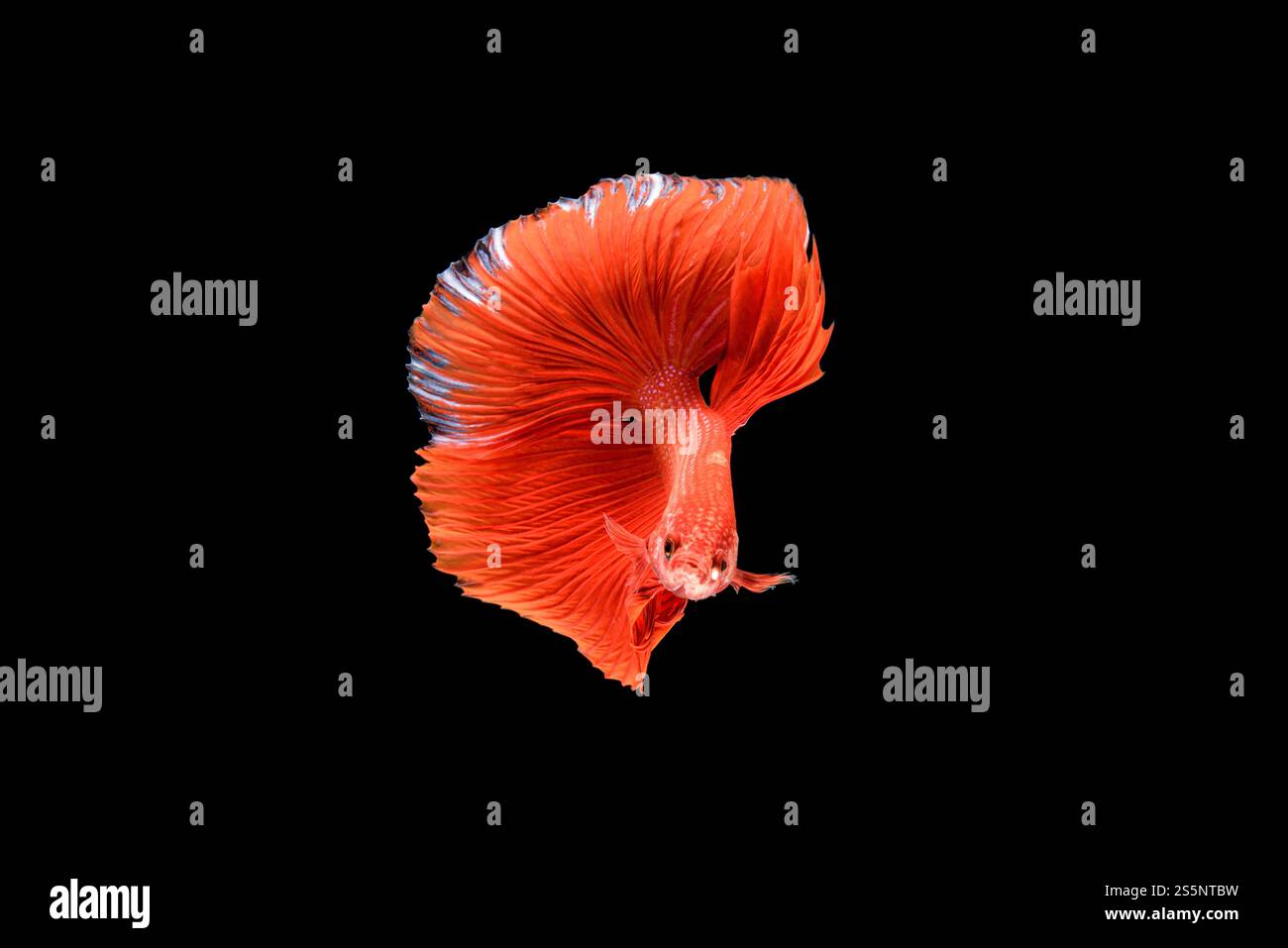 Beautiful half moon red Betta splendens, Siamese fighting fish or Pla ...