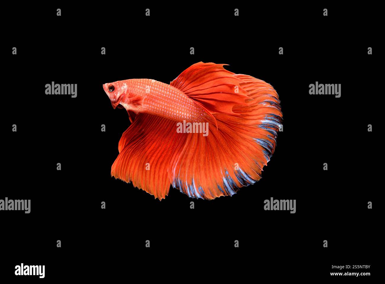 Beautiful half moon red Betta splendens, Siamese fighting fish or Pla ...